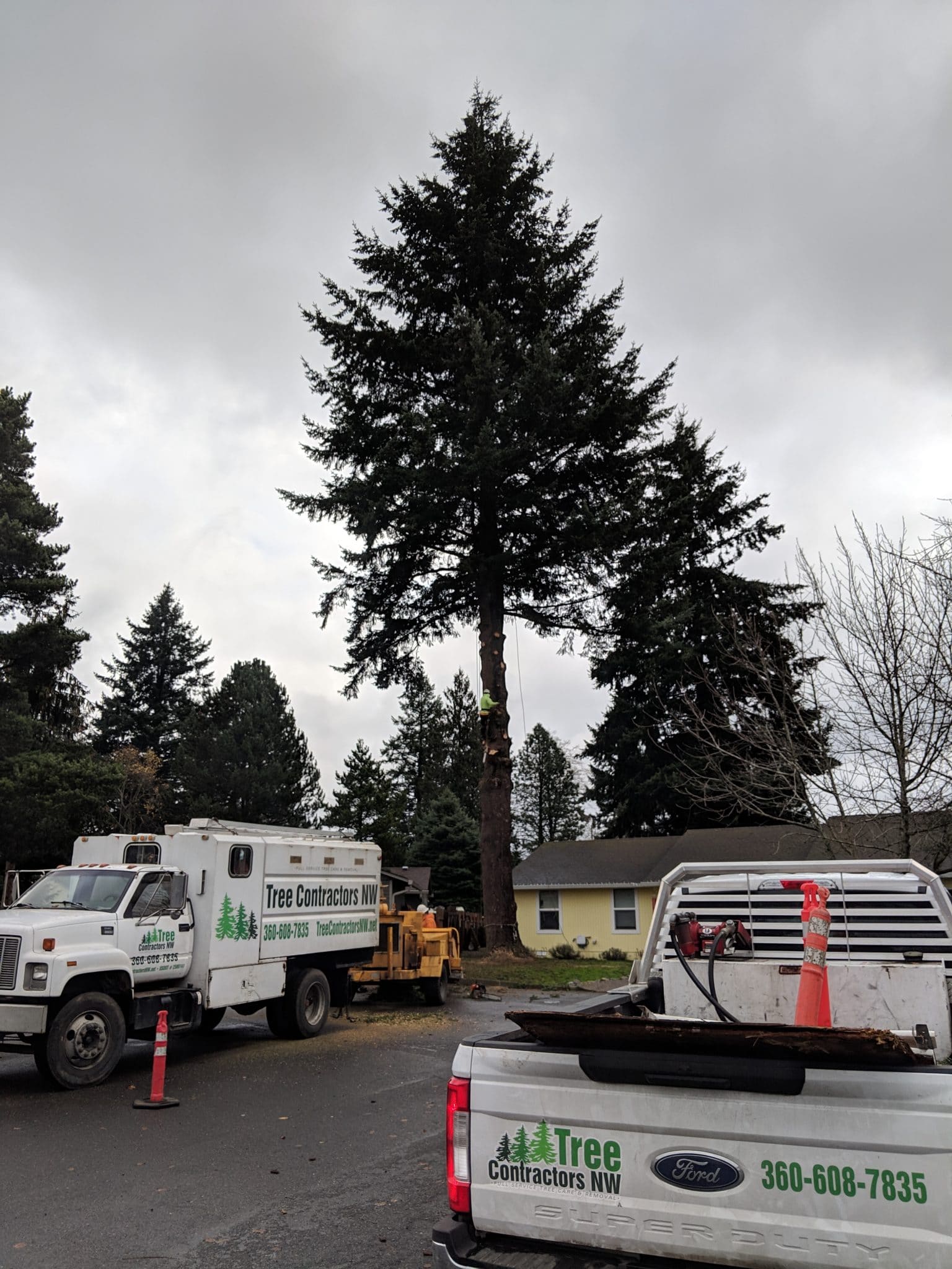 Tree Service in Vancouver WA | Tree Contractors Northwest Inc