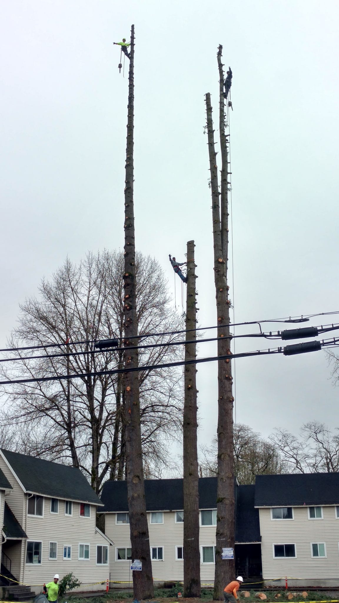 Gallery | Tree Contractors Northwest Inc