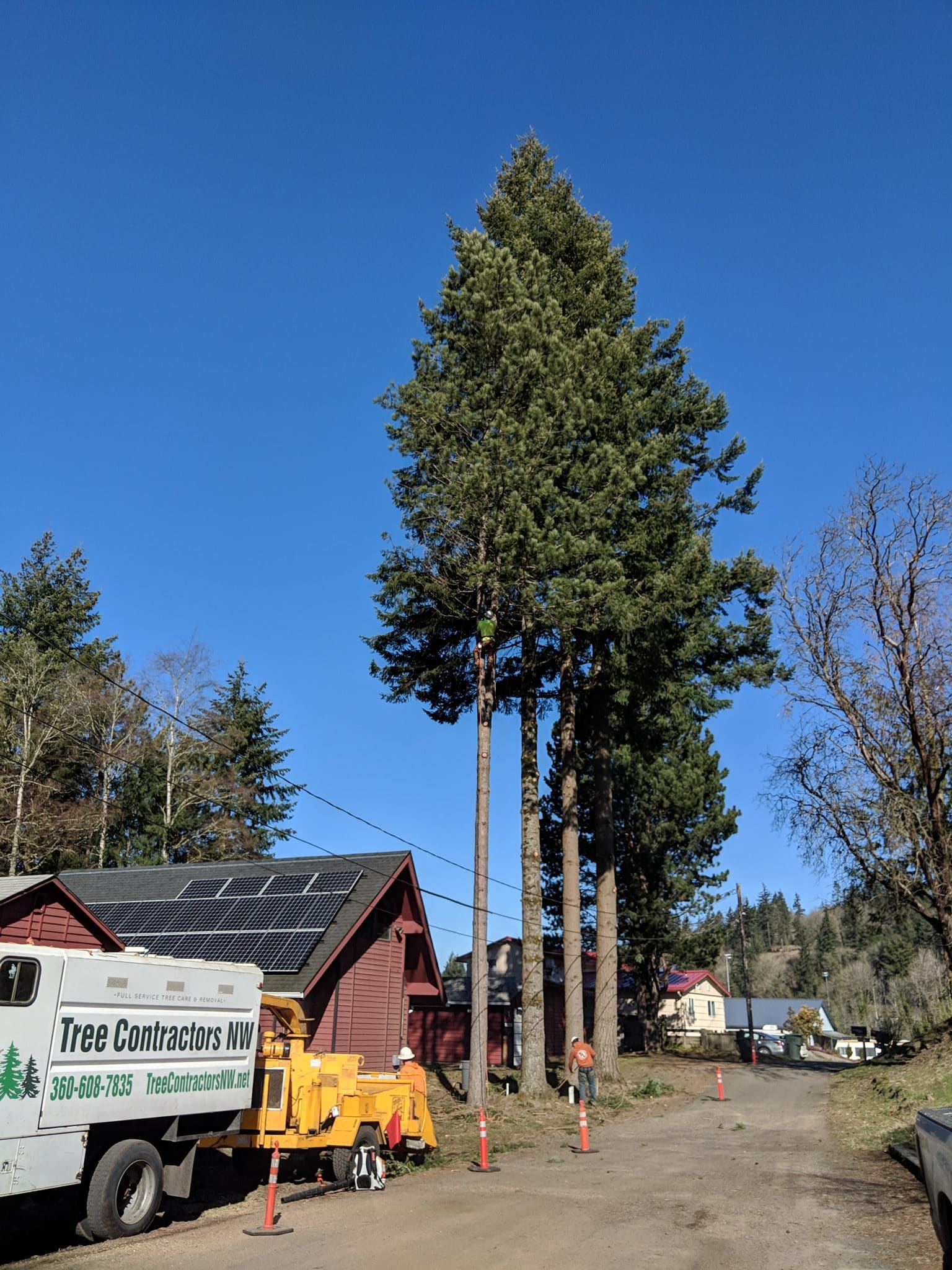 Gallery | Tree Contractors Northwest Inc